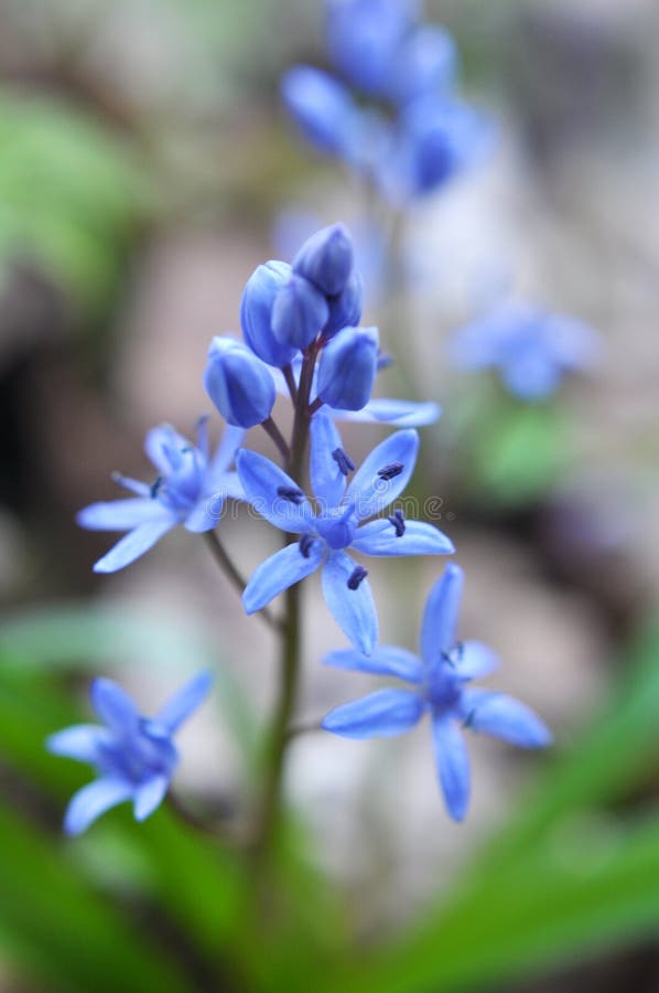 Bifoliate Leaf Stock Photos - Free & Royalty-Free Stock Photos from ...