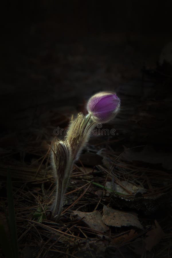 Wild Pasque Flower, Pulsatilla Vulgaris, First Spring Flower Stock ...