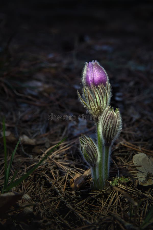 Wild Pasque Flower, Pulsatilla Vulgaris, First Spring Flower Stock ...