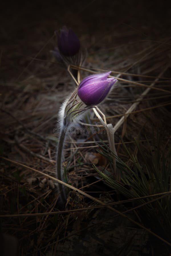 Wild Pasque Flower, Pulsatilla Vulgaris, First Spring Flower Stock ...