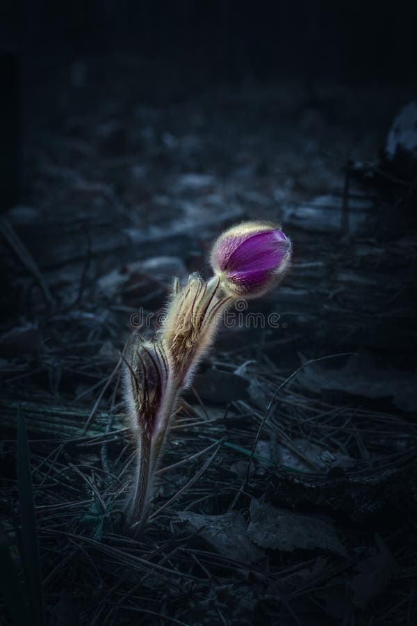 Wild Pasque Flower, Pulsatilla Vulgaris, First Spring Flower Stock ...