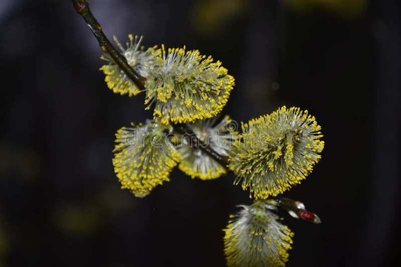 Spring willow. stock image. Image of shrub, travel, plant - 370645007