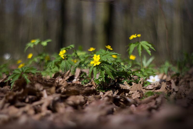 Spring forest stock image. Image of grow, floral, ecology - 89803013