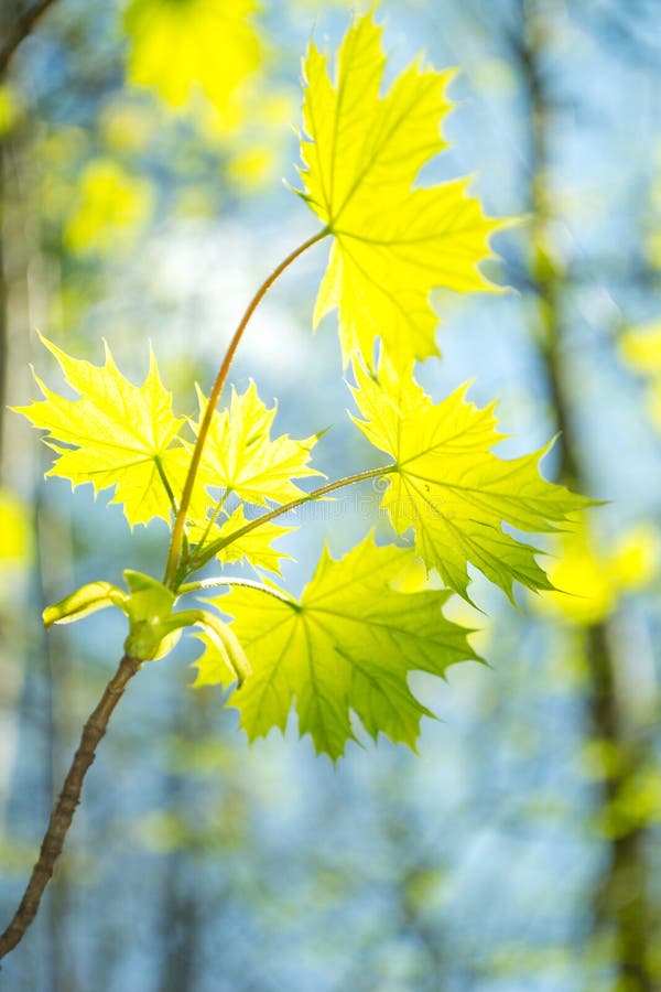 Spring forest flowers stock photo. Image of flower, spring - 13931732
