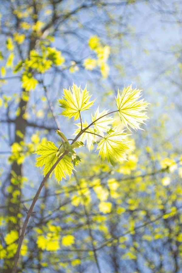 Spring Forest stock image. Image of leaf, detail, energy - 31006663