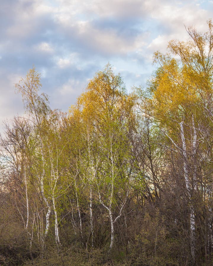 Spring Forest with Young Leaves, White Birch Trees on the Background of ...