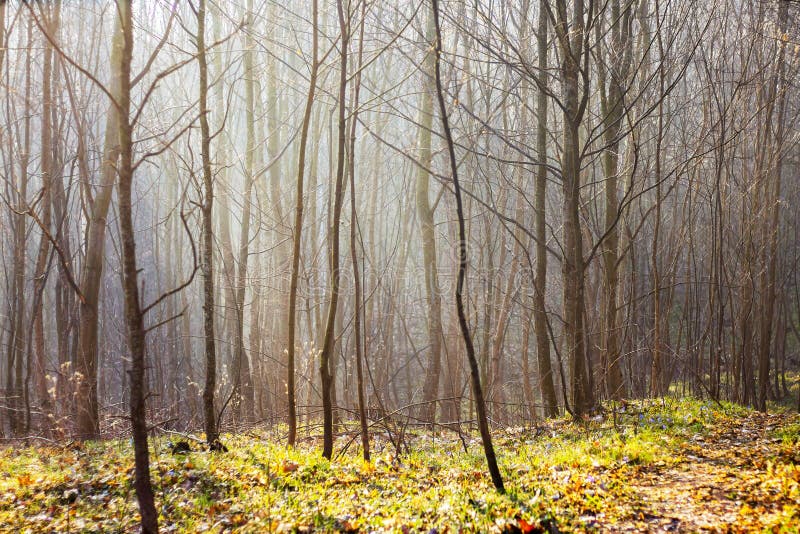 Spring Forest with Young Trees in Sunny Weather_ Stock Image - Image of ...