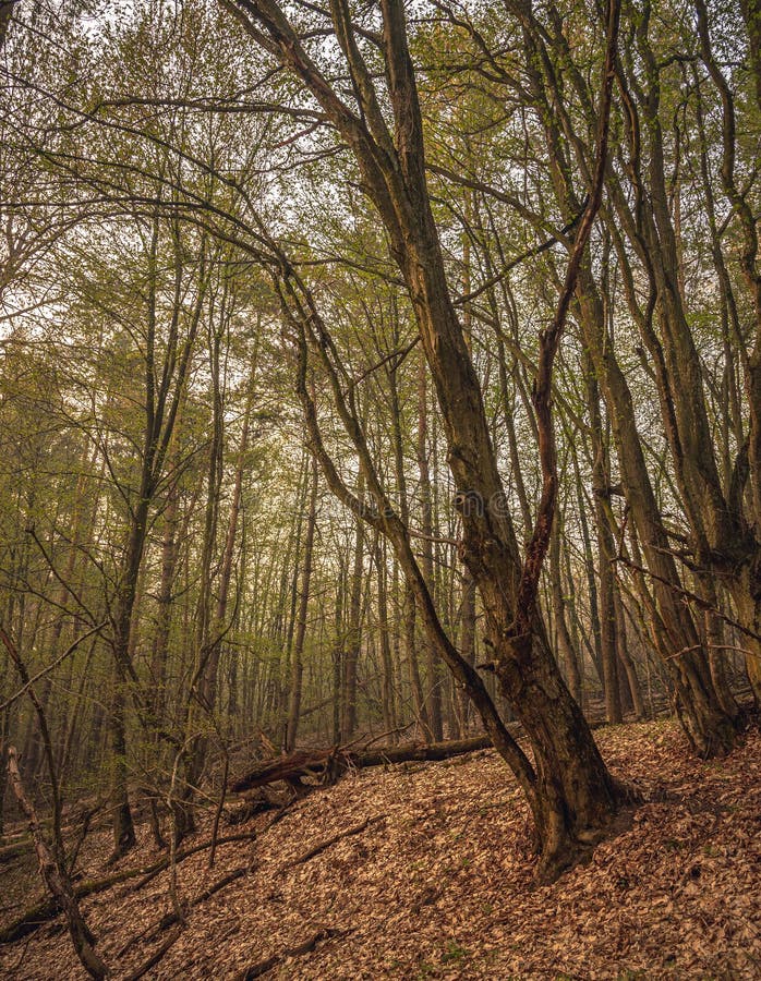Spring forests stock photo. Image of sunrise, snow, spring - 210446770