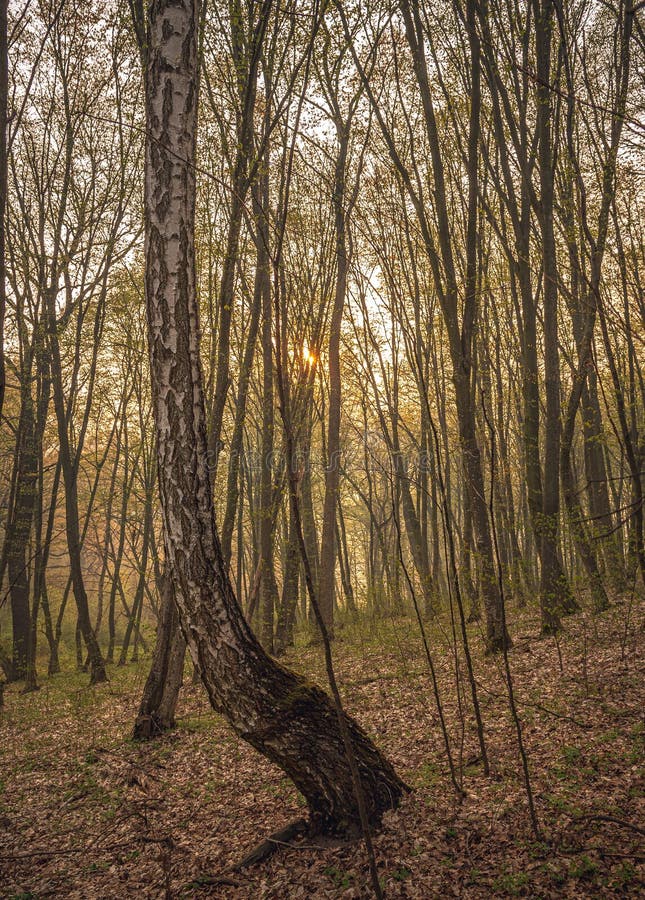 Spring forests stock image. Image of sunrise, tree, nature - 210447151