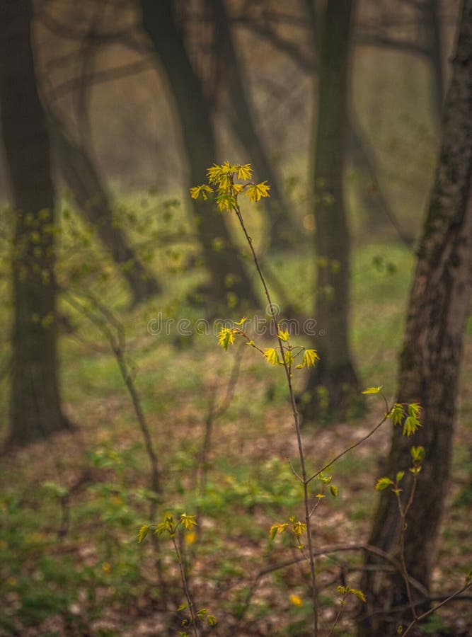 Spring forests stock photo. Image of spring, landscape - 210447234