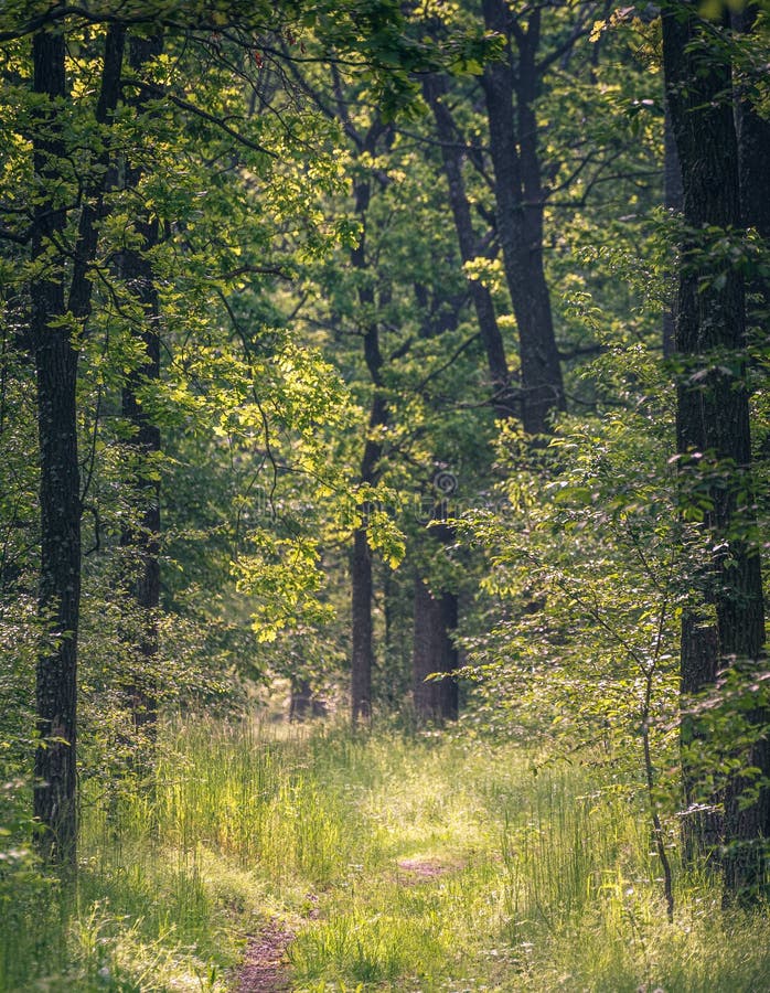 Spring forests stock photo. Image of spring, tree, snow - 210454894
