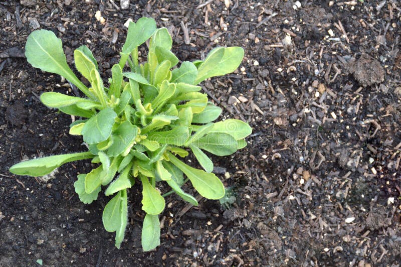 Spring Form of Gaillardia Grandiflora Plant (Blanket Flower) Stock ...