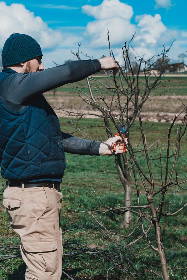 Spring Formative Pruning of the Tree and Formation of the Tree Crown ...