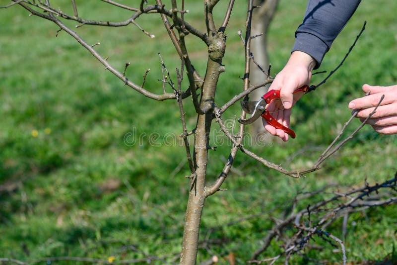 Spring Formative Pruning of the Tree and Formation of the Tree Crown ...