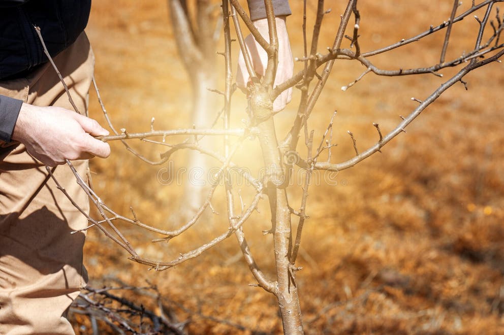 Spring Formative Pruning of the Tree and Formation of the Tree Crown ...