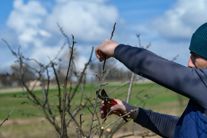 Spring Formative Pruning of the Tree and Formation of the Tree Crown ...