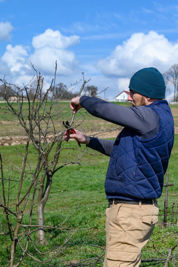 Spring Formative Pruning of the Tree and Formation of the Tree Crown ...