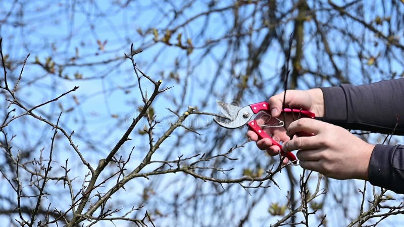 Spring Formative Pruning of the Tree and Formation of the Tree Crown ...