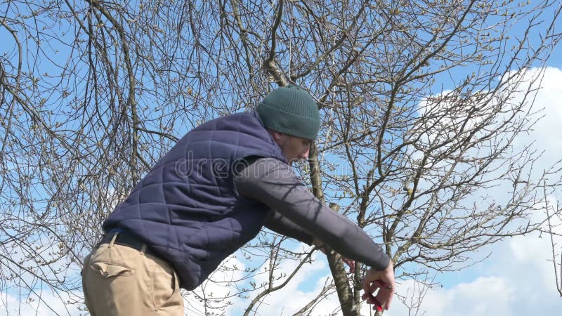 Spring Formative Pruning of the Tree and Formation of the Tree Crown ...