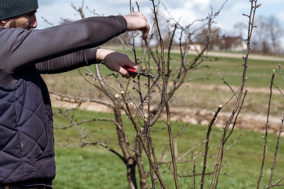 Spring Formative Pruning of the Tree and Formation of the Tree Crown ...