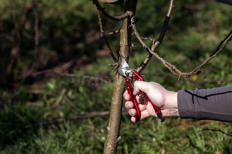 Spring Formative Pruning of the Tree and Formation of the Tree Crown ...