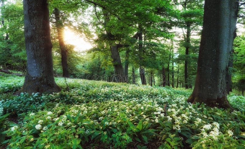 Spring Forrest. Fresh Green Woods in the Forest Stock Photo - Image of ...