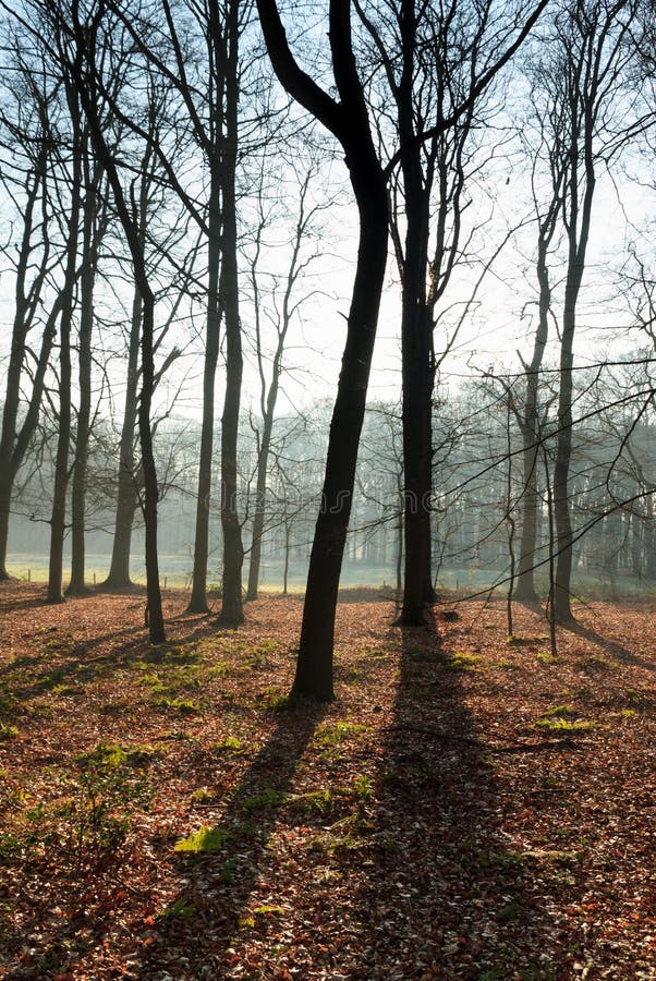Spring in a forrest stock image. Image of sunbeams, beams - 38945169