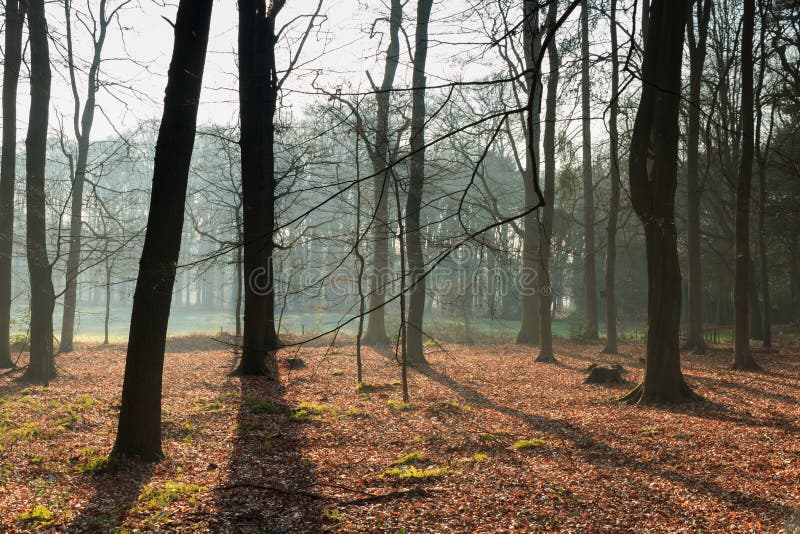 Silhouette of a tree stock photo. Image of farm, horizon - 51309428