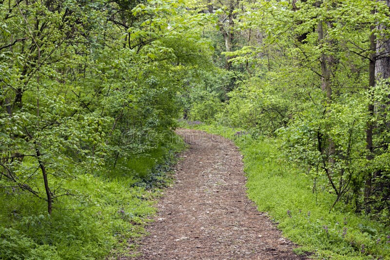 Spring Forrest Trail stock image. Image of outdoor, pathway - 145194505