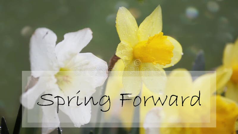 Spring Forward Sign for Time Change Over Swaying Daffodil Flowers ...