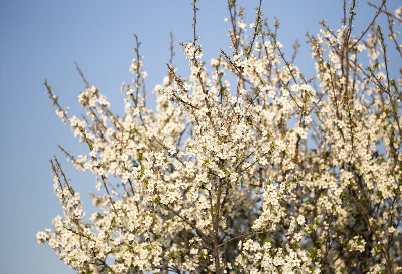 Spring Forward, Springtime Concept - Fruit Tree Branch with Flowers ...