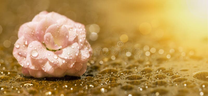 Pink Flower Banner - Spring Forward, Springtime Concept Stock Photo ...