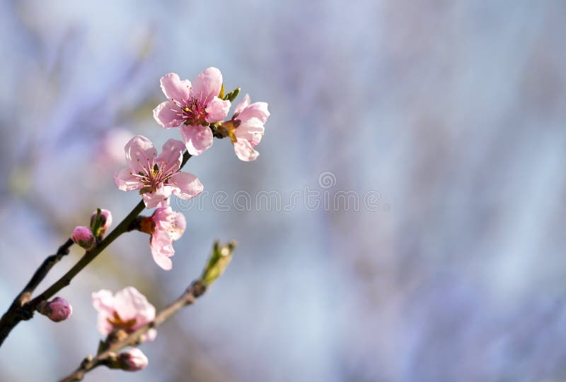Spring Forward, Springtime, Easter Concept, Yellow Daffodil Flowers ...