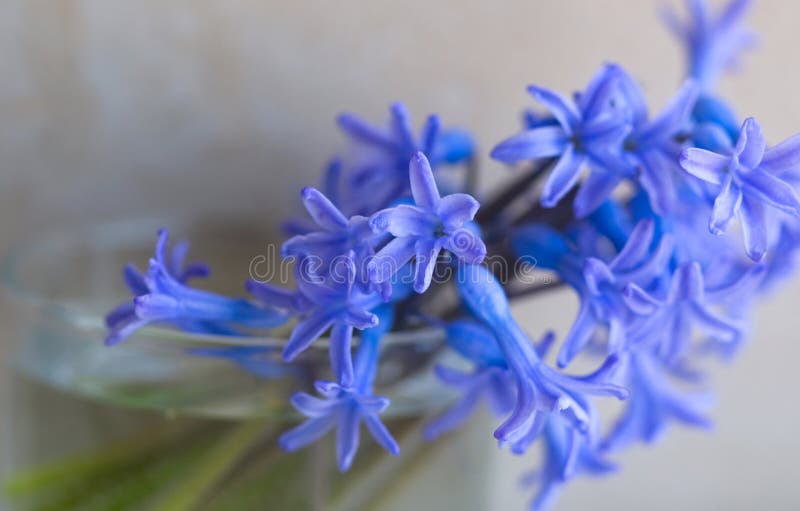 Spring Fragrant Flowers in a Glass Stock Photo - Image of detail, fresh ...