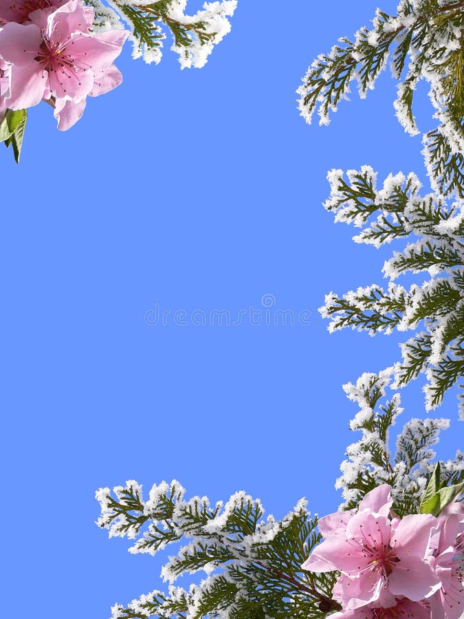 Spring frame stock image. Image of evergreen, flower, celebration - 5134635