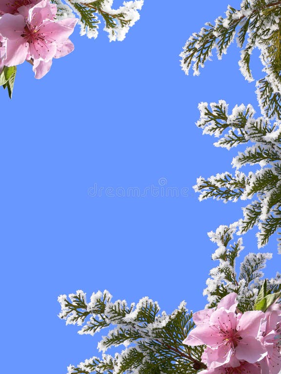 Spring frame stock image. Image of evergreen, flower, celebration - 5134635