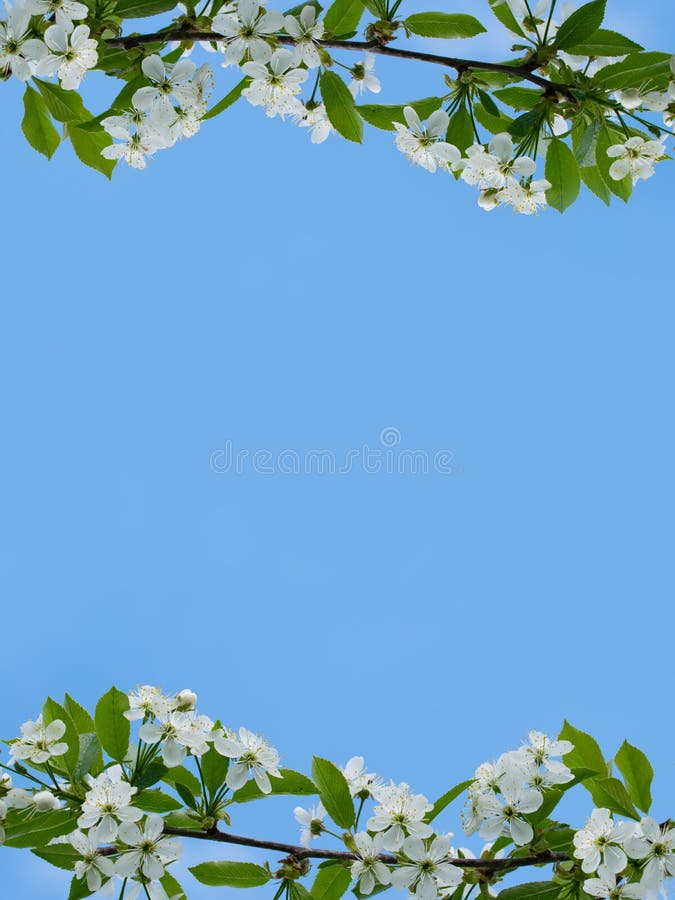 Spring frame stock photo. Image of petals, apple, april - 71451634