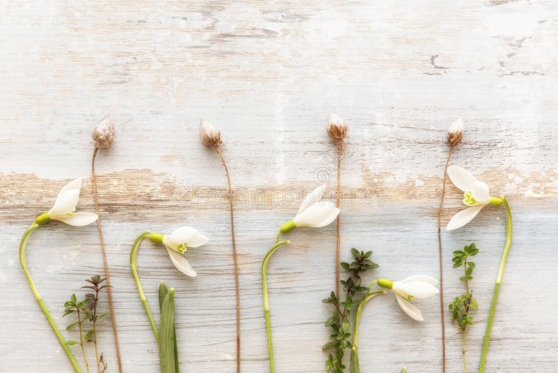 Spring Frame of Small Flowers Snowdrops, Floral Arrangement Stock Image ...