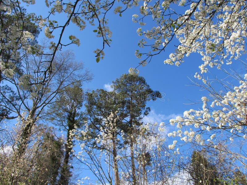 Spring Frames stock photo. Image of pear, trees, bradford - 115171064