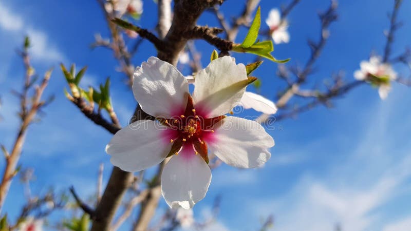 Spring in France stock image. Image of flower, garden - 8994349