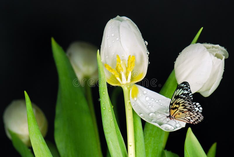 Spring Fresh stock photo. Image of floral, leaf, spring - 8364172