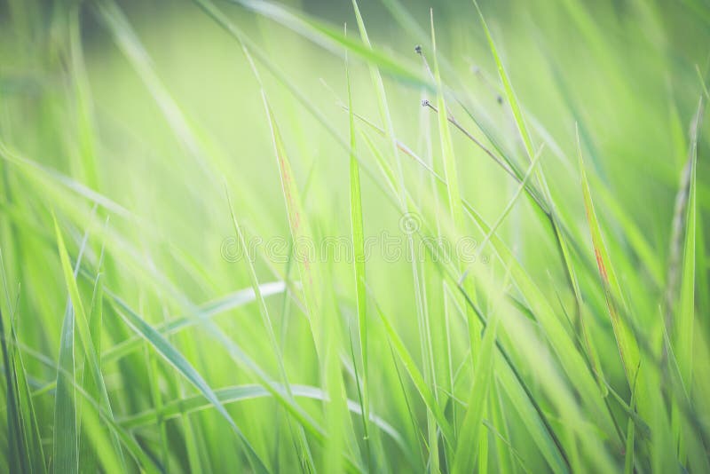 Spring Fresh Abstract Background Stock Image - Image of grass, biology ...
