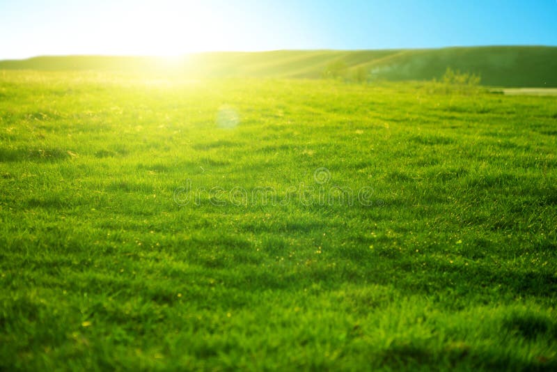 Spring Fresh Bright Green Grass at Sunset on a Warm Sunny Day ...