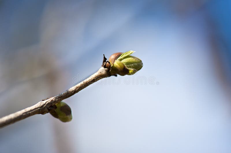 Spring bud stock photo. Image of open, march, botanical - 1319160