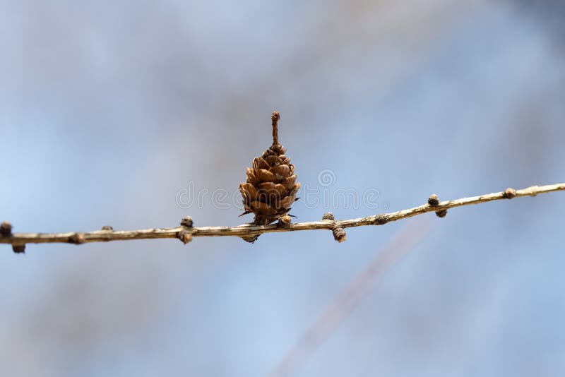 Bump on a Tree in the Woods Stock Photo - Image of blur, collecting ...