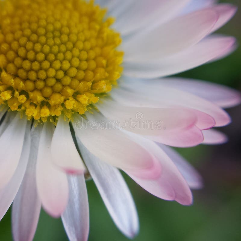 Spring fresh flower stock photo. Image of garden, spring - 89397572