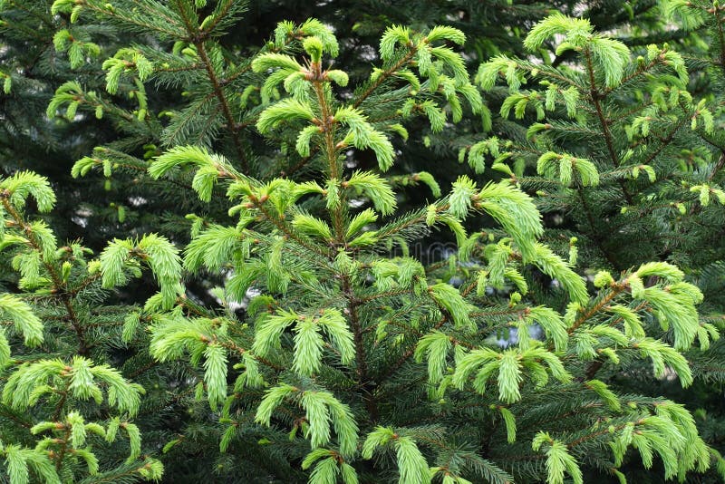 Spring Fresh Foliage of European Spruce Stock Photo - Image of needle ...