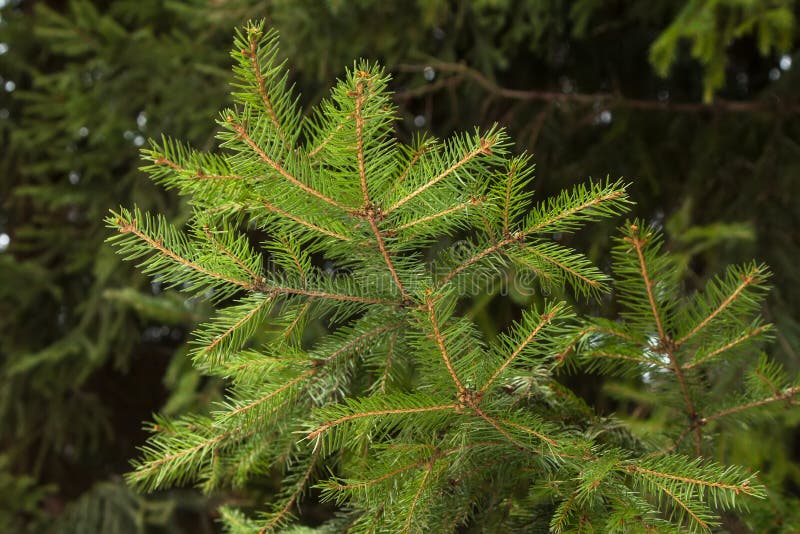 Green Fir Tree Branch Closeup on a Background of Spruce Forests Stock ...