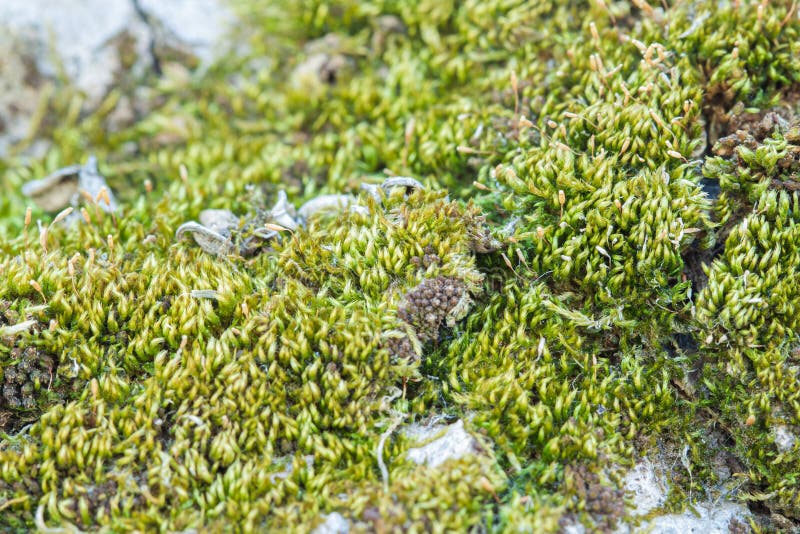 Spring Fresh Green Moss Micro Life Macro Stock Photo - Image of ...