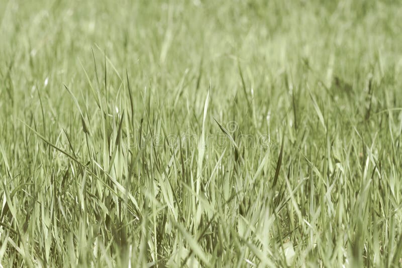 Spring Fresh Lawn Green Grass with Bright Colors Macro Retro Style ...